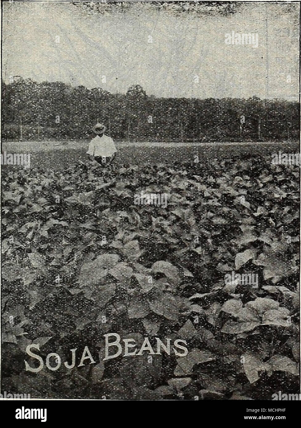 . INOCULATING CULTURES for Vetch, Field Peas. Soja Beans, etc., will be ...