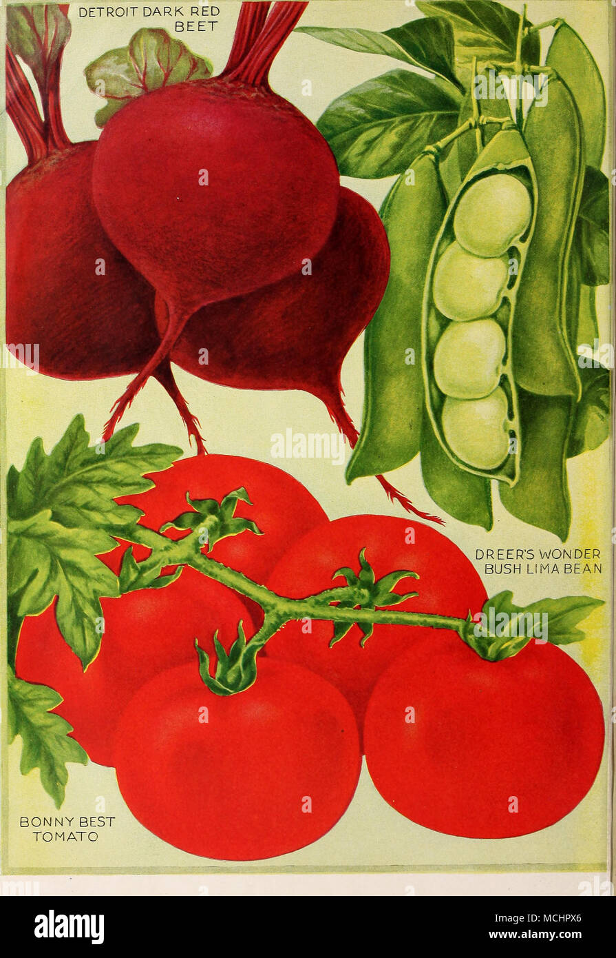 . BONNY BEST TOMATO Stock Photo - Alamy