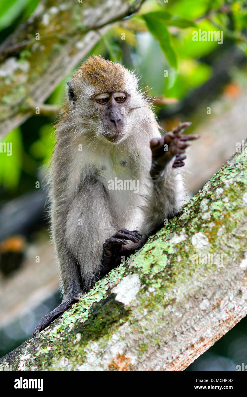 Long-tailed Macaque in the wild Stock Photo - Alamy