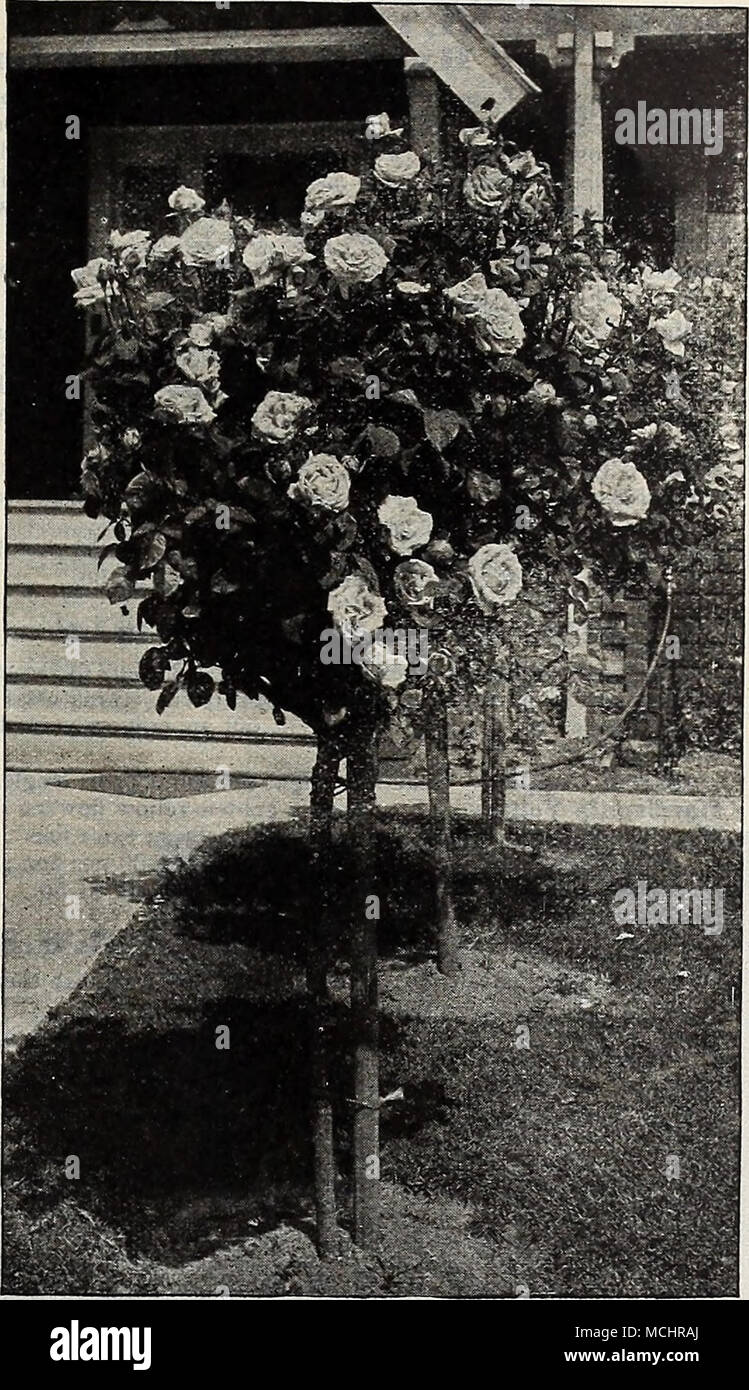 . Memorial Rose Tree-shaped Roses MEMORIAL, or EVERGREEN ROSES The type ...