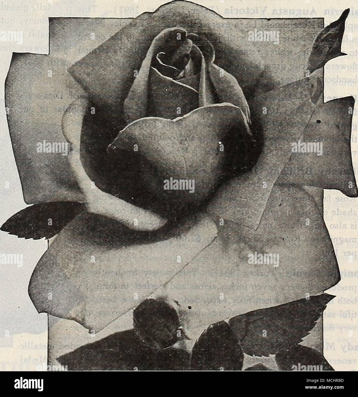 . Hybrid-Tea Rose, George Dickson Our " Liberty " Collectioo of Hybrid ...