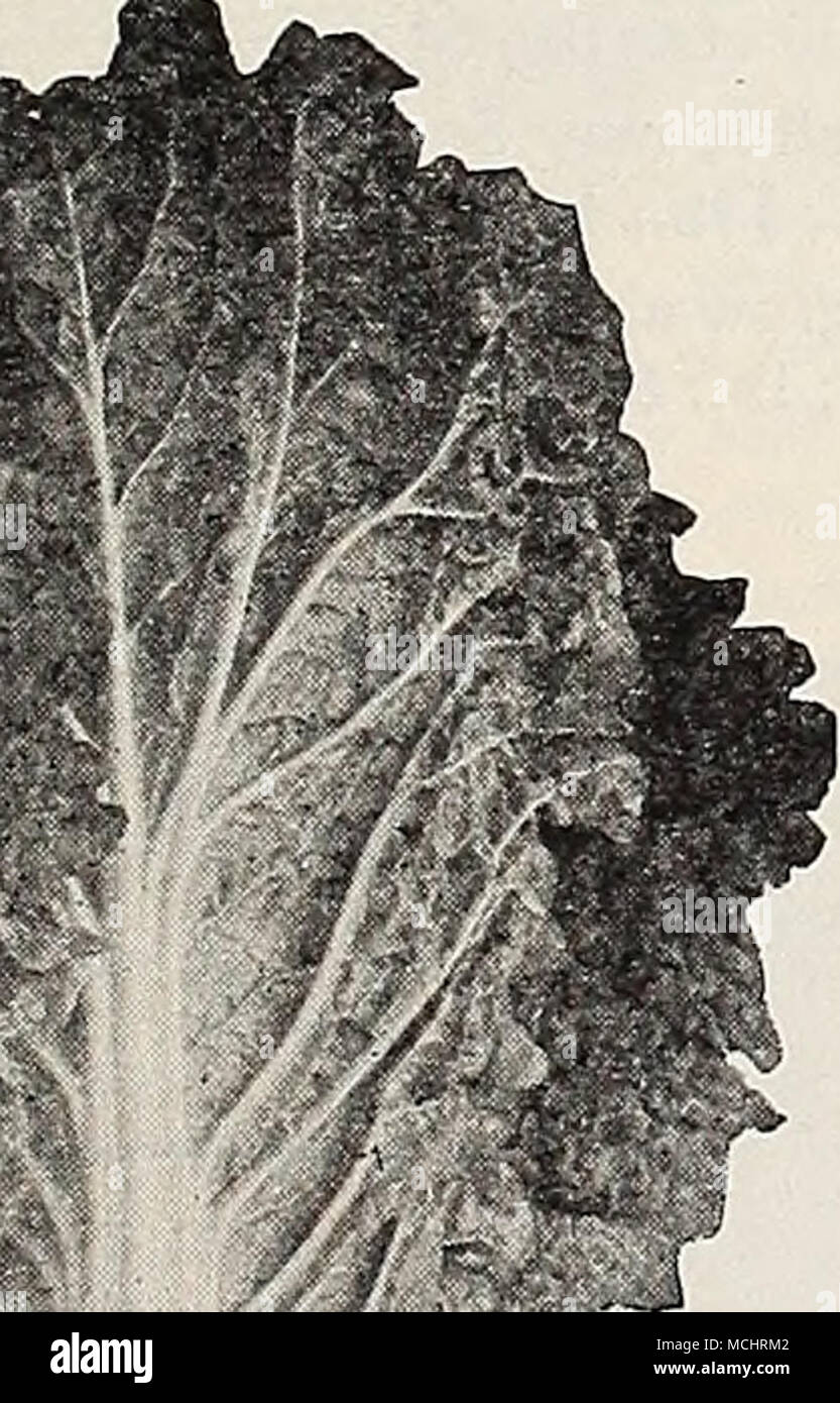 Forming cabbage head hi-res stock photography and images - Alamy