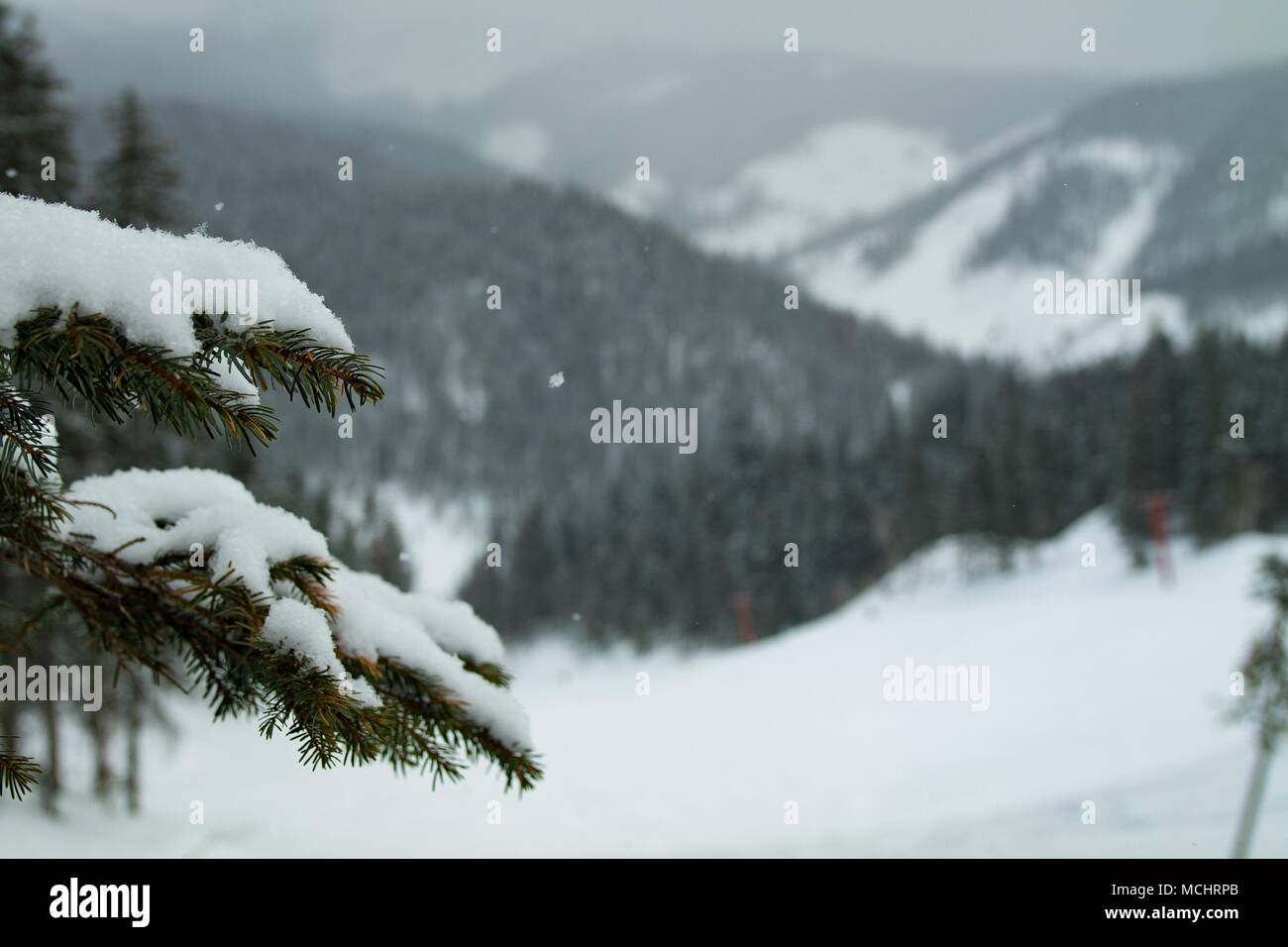 Fur trees hi-res stock photography and images - Alamy