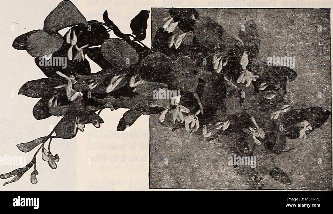 . Lonicera (Bush Honeysuckle) Hypericum Patulum Henryi. A new hardy St ...