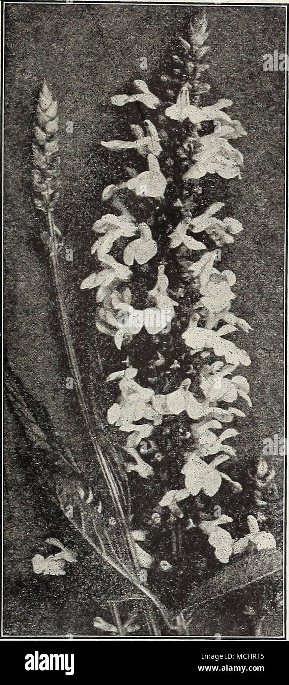 . Salvia Ui.iginosa SAXIFRAGA (Mega»ea). These will thrive in any kind ...