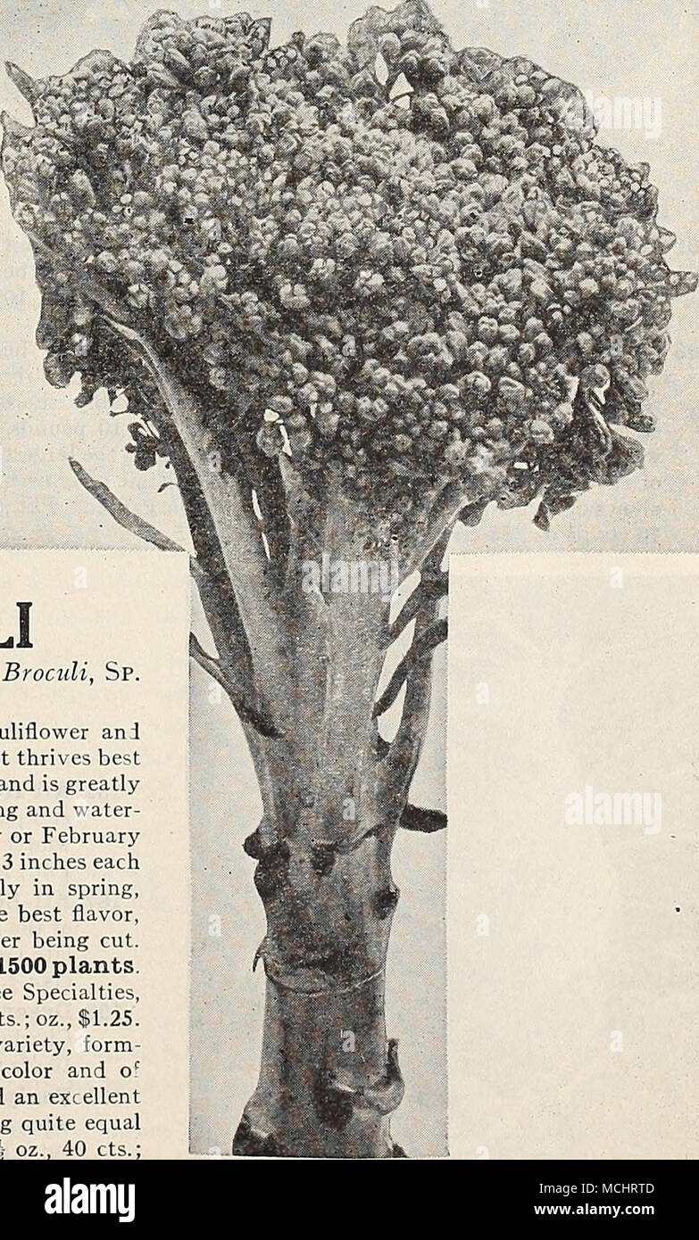 . Single Sprout of Calabrese Sprouting Broccoli Complete collections of ...
