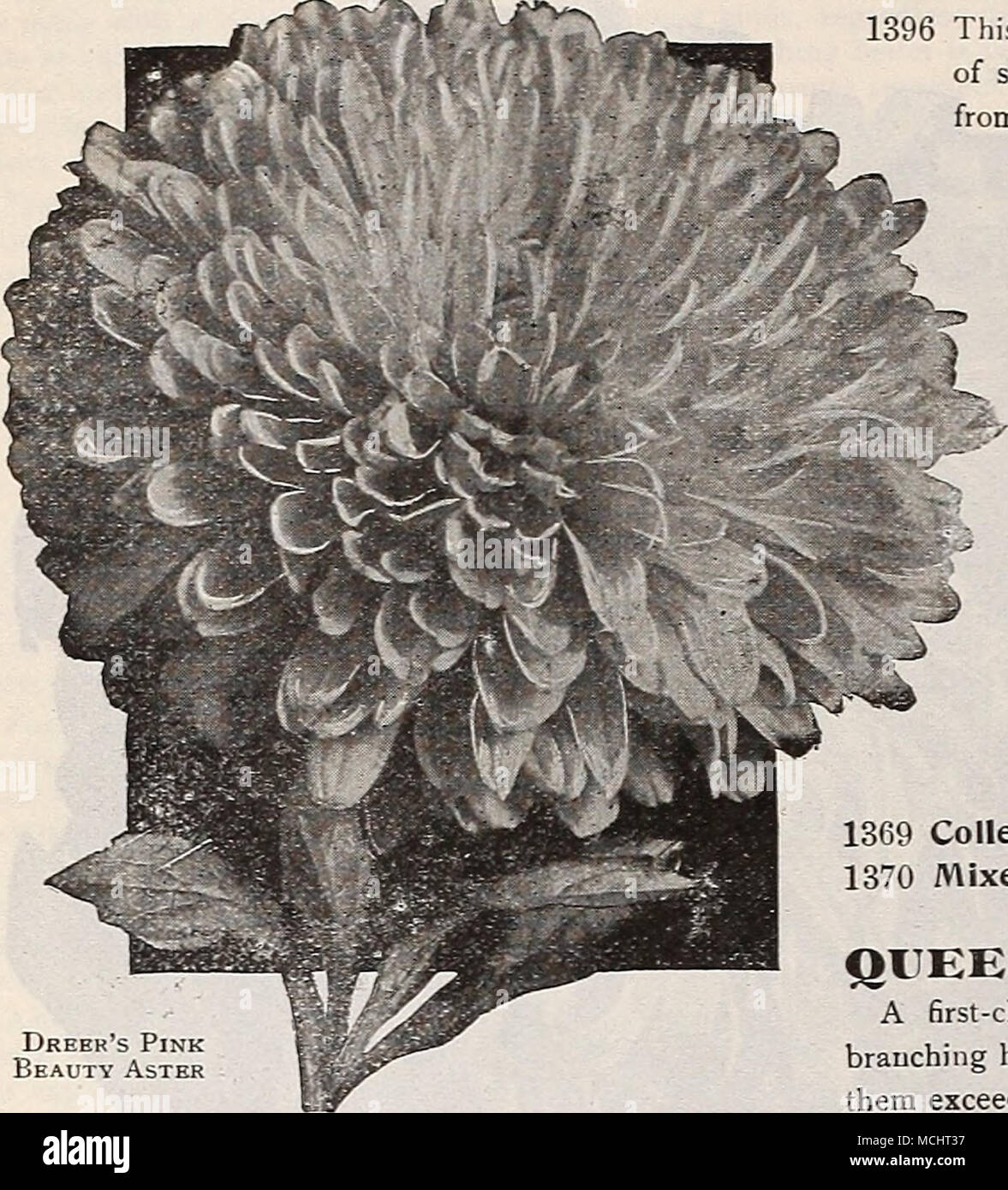 Reflexed shape of the petals hi-res stock photography and images - Alamy