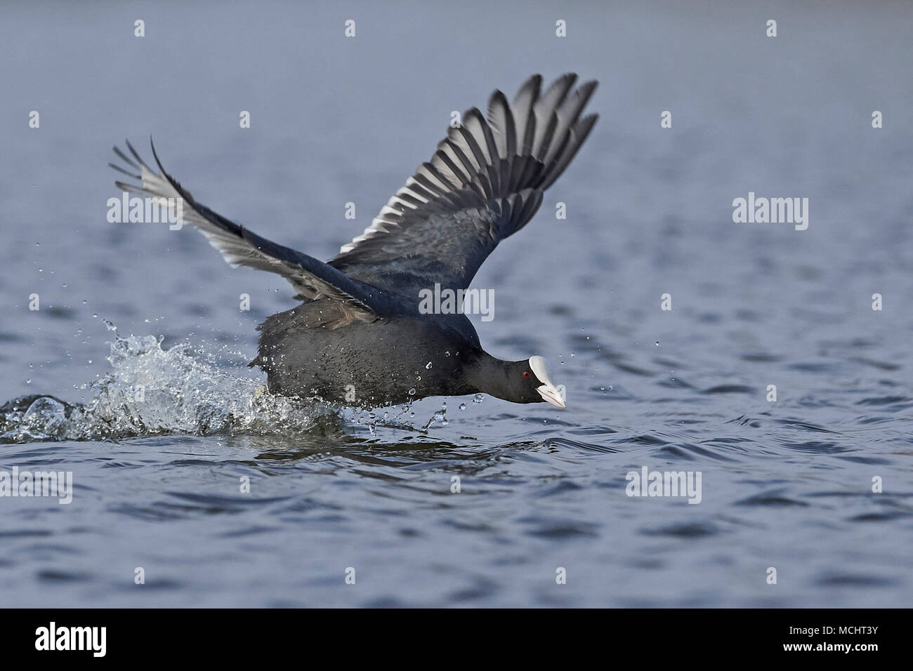 Eurasian coot in its natural habitat in Denmark Stock Photo - Alamy