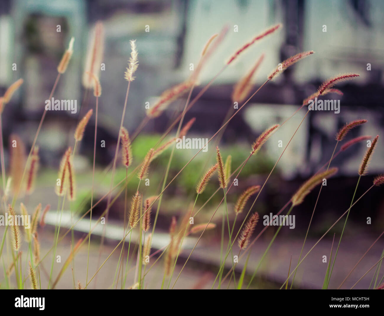 New Orleans Weeds