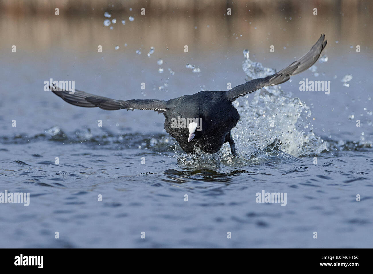 Eurasian coot in its natural habitat in Denmark Stock Photo - Alamy