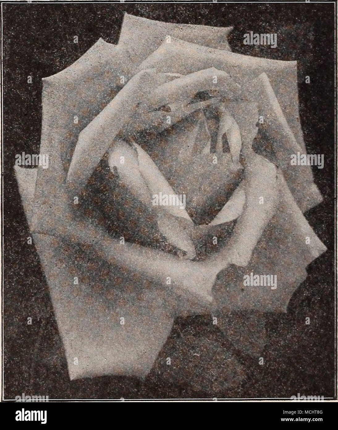 . Hybrid Tea-Rose George C. Waud Any of the above, except where noted ...