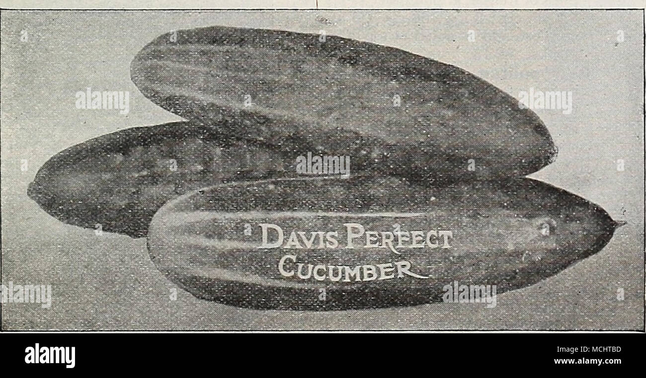 Cucumber pickling varieties hi-res stock photography and images - Alamy