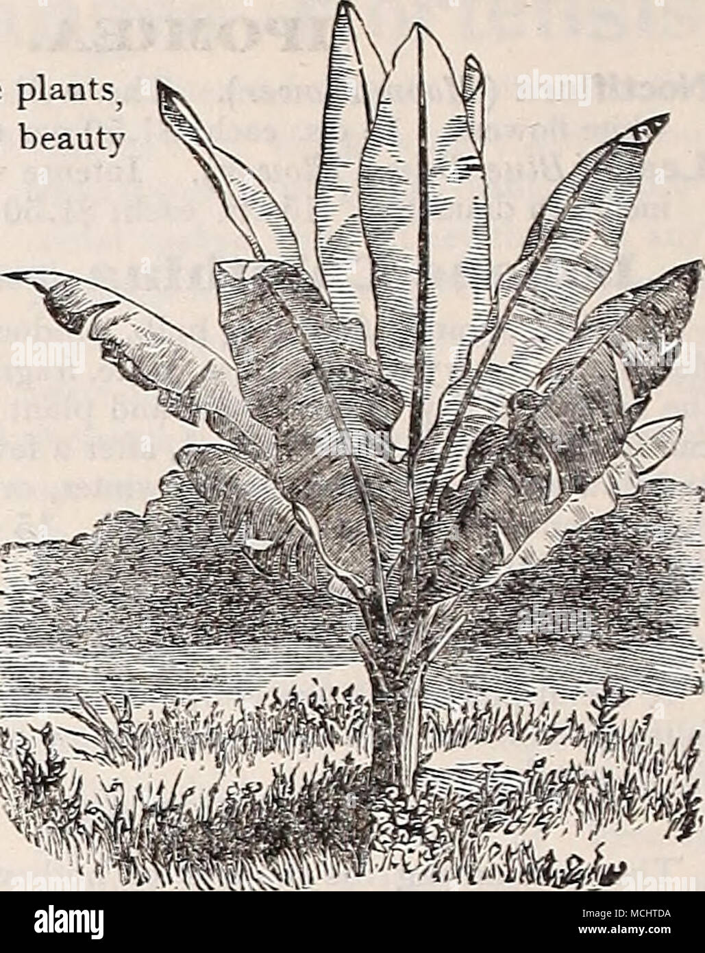 Abyssinian bananas hi-res stock photography and images - Alamy