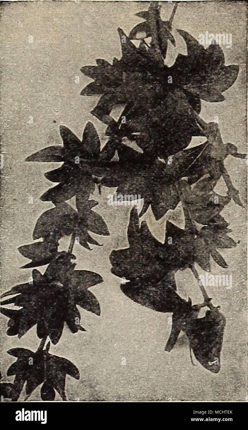 . Ampelopsis Lowi Actinidia Arguta (The Silver Vine). A very desirable ...