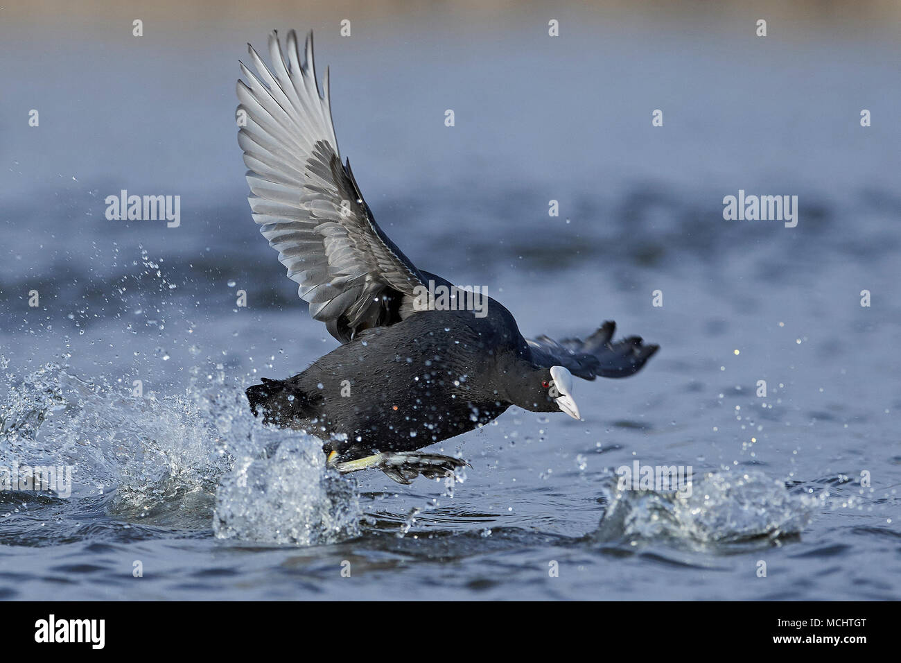 Eurasian coot in its natural habitat in Denmark Stock Photo - Alamy