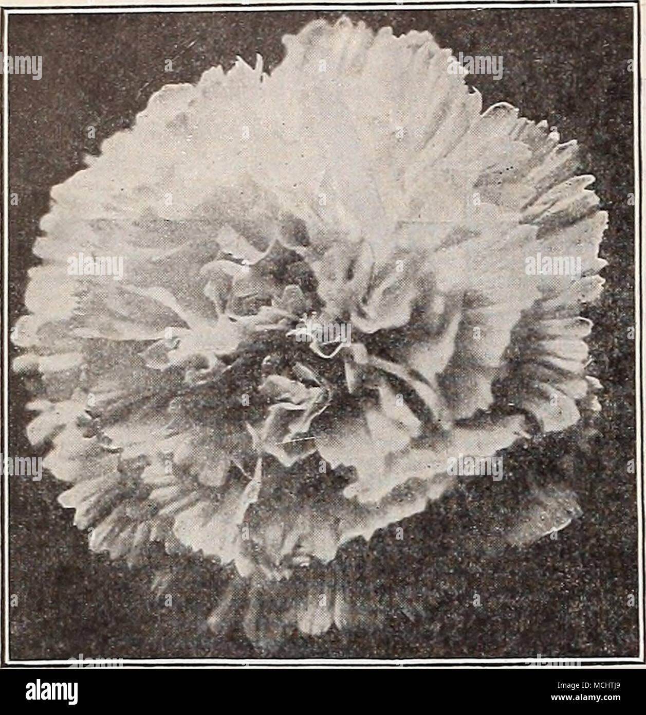 Carnation varieties hi-res stock photography and images - Alamy