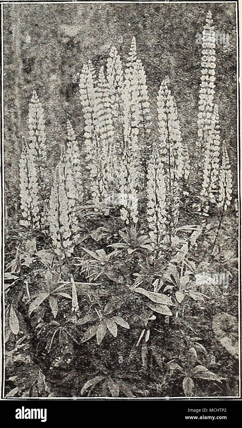 . Lupinus Polyphyllus (Hardy Lupine) The Cardinal Climber u a most ...