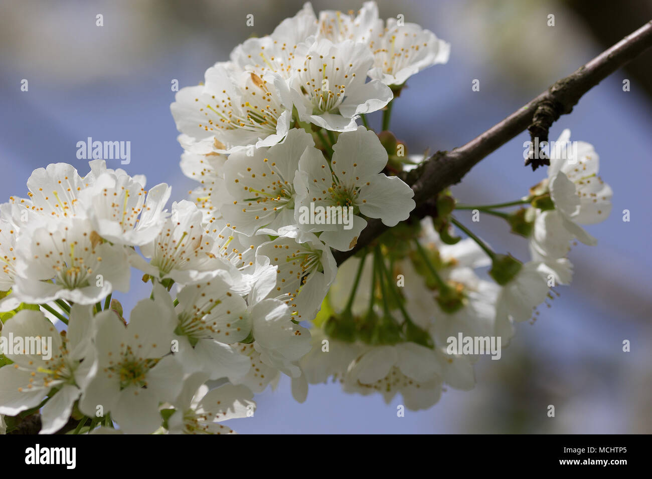 Closeup cherry flowers in hi-res stock photography and images - Alamy
