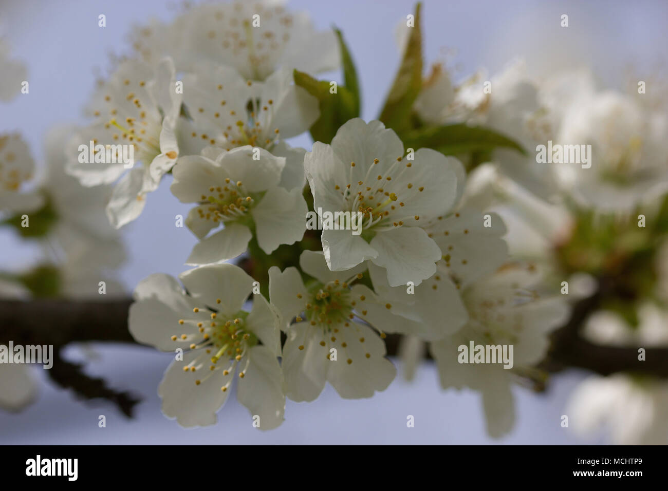 Closeup cherry flowers in hi-res stock photography and images - Alamy