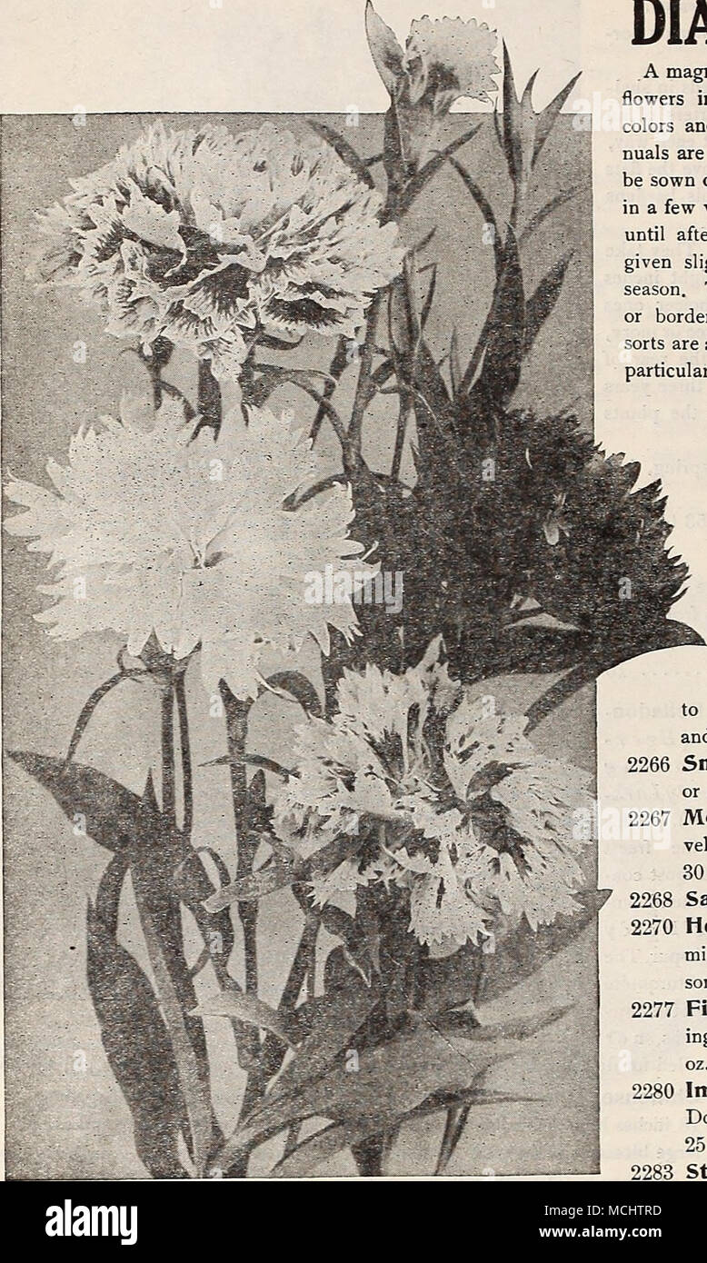 Bright pink geranium and dianthus flowers hi-res stock photography and ...