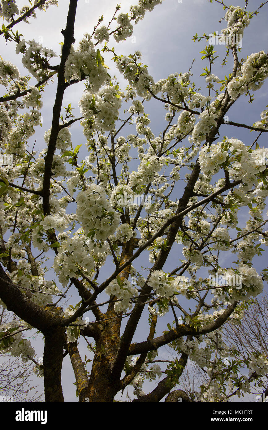 cherry tree detail Stock Photo - Alamy