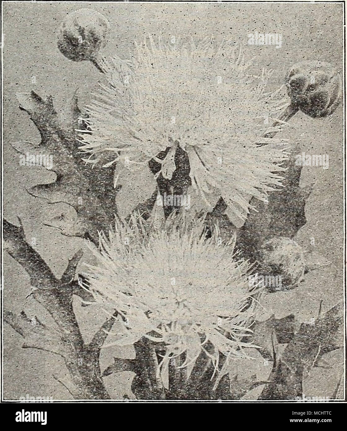 . Centaurea Imperialis (Royal Sweet Sultan) Cultural Notes on growing ...