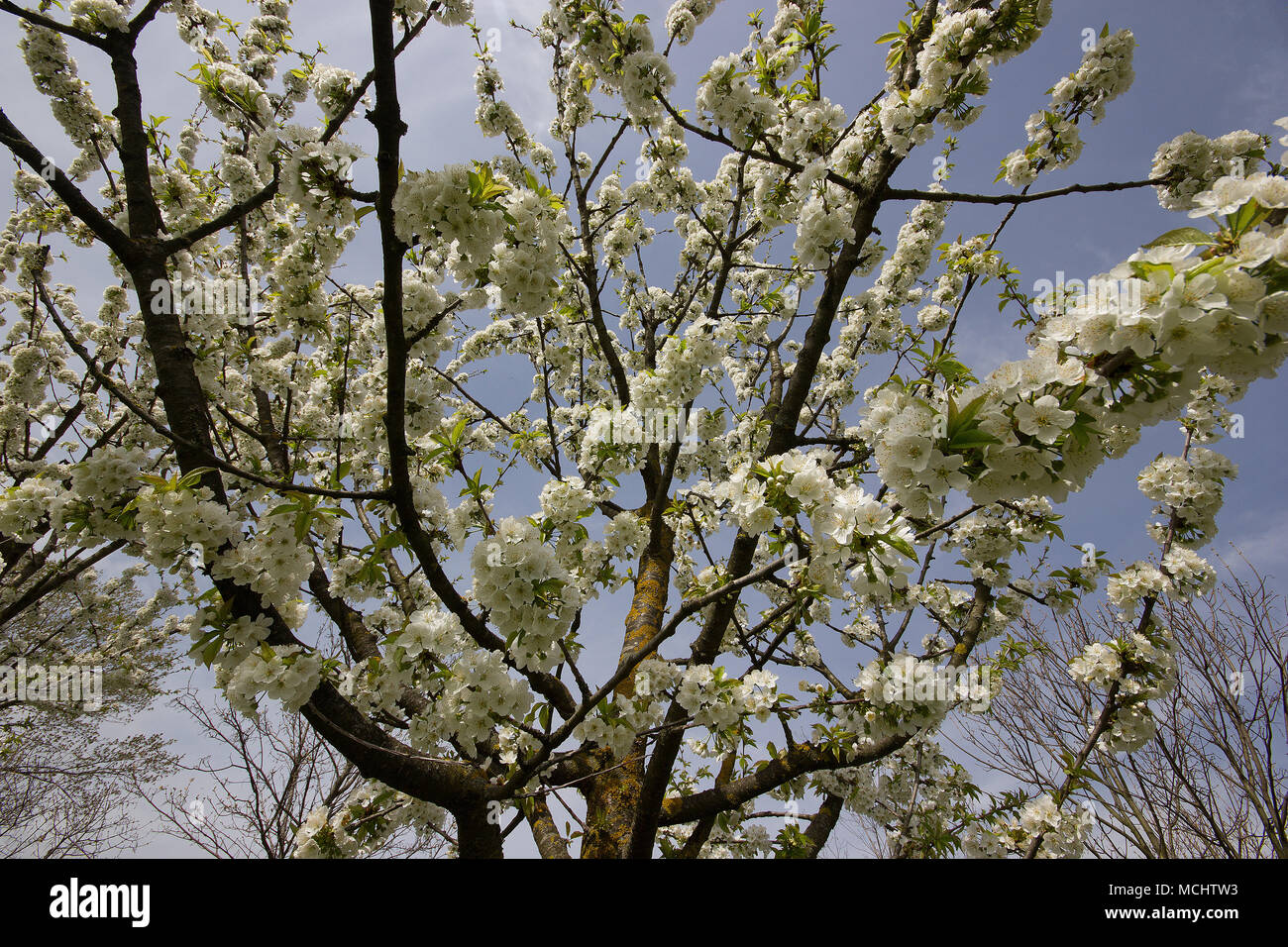 Cherry tree detail hi-res stock photography and images - Alamy