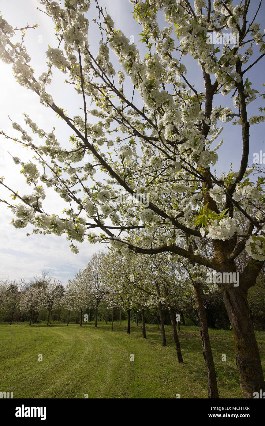 Cherry trees in park hi-res stock photography and images - Alamy