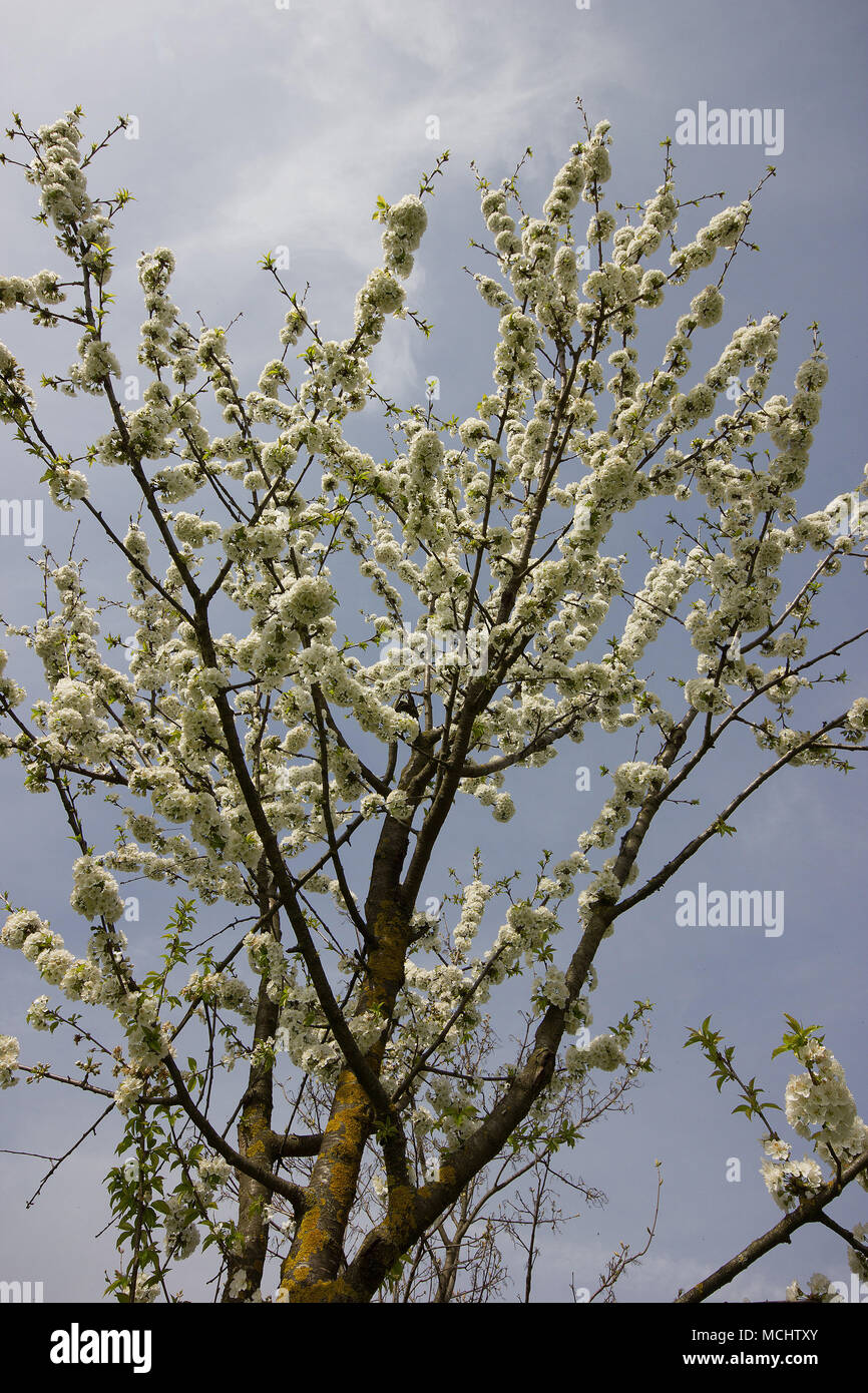 cherry tree detail Stock Photo - Alamy