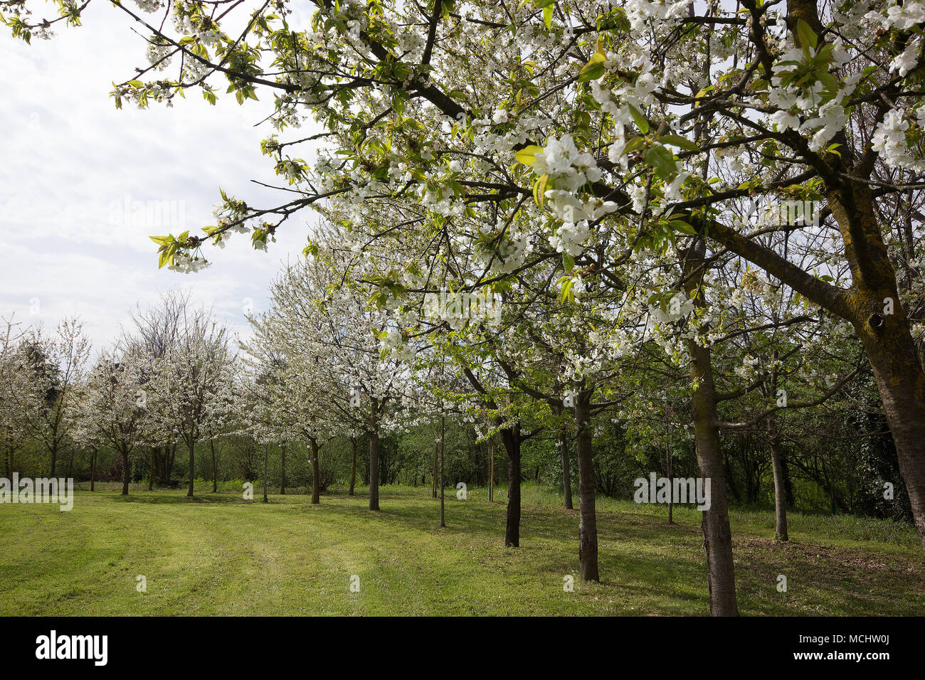 beautiful cherry trees in park Stock Photo - Alamy