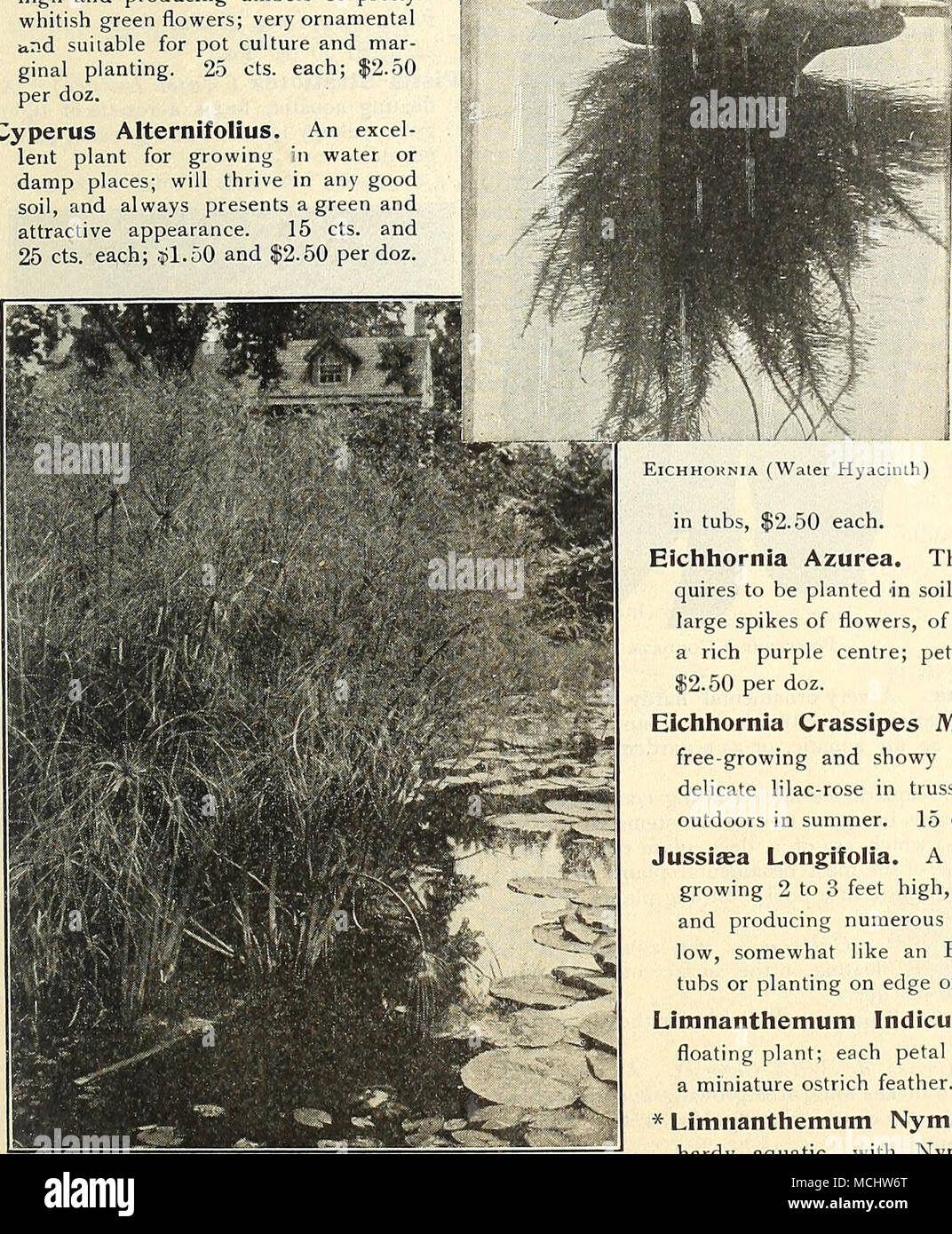 Papyrus stalks hi-res stock photography and images - Alamy