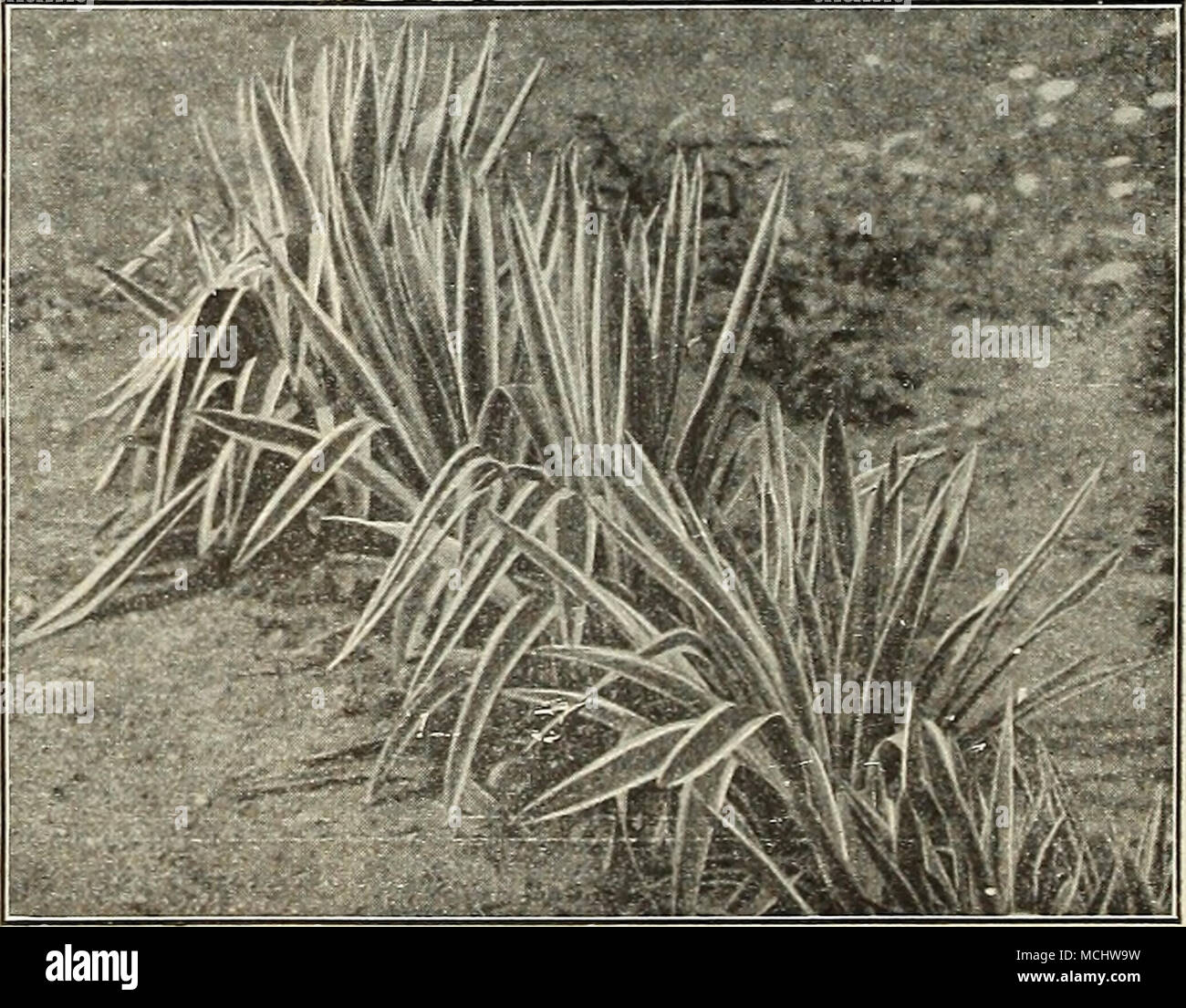 Yucca filamentosa variegata hi-res stock photography and images - Alamy