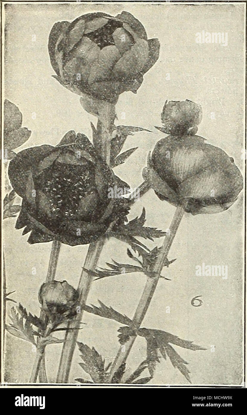 Trollius japonicus hi-res stock photography and images - Alamy