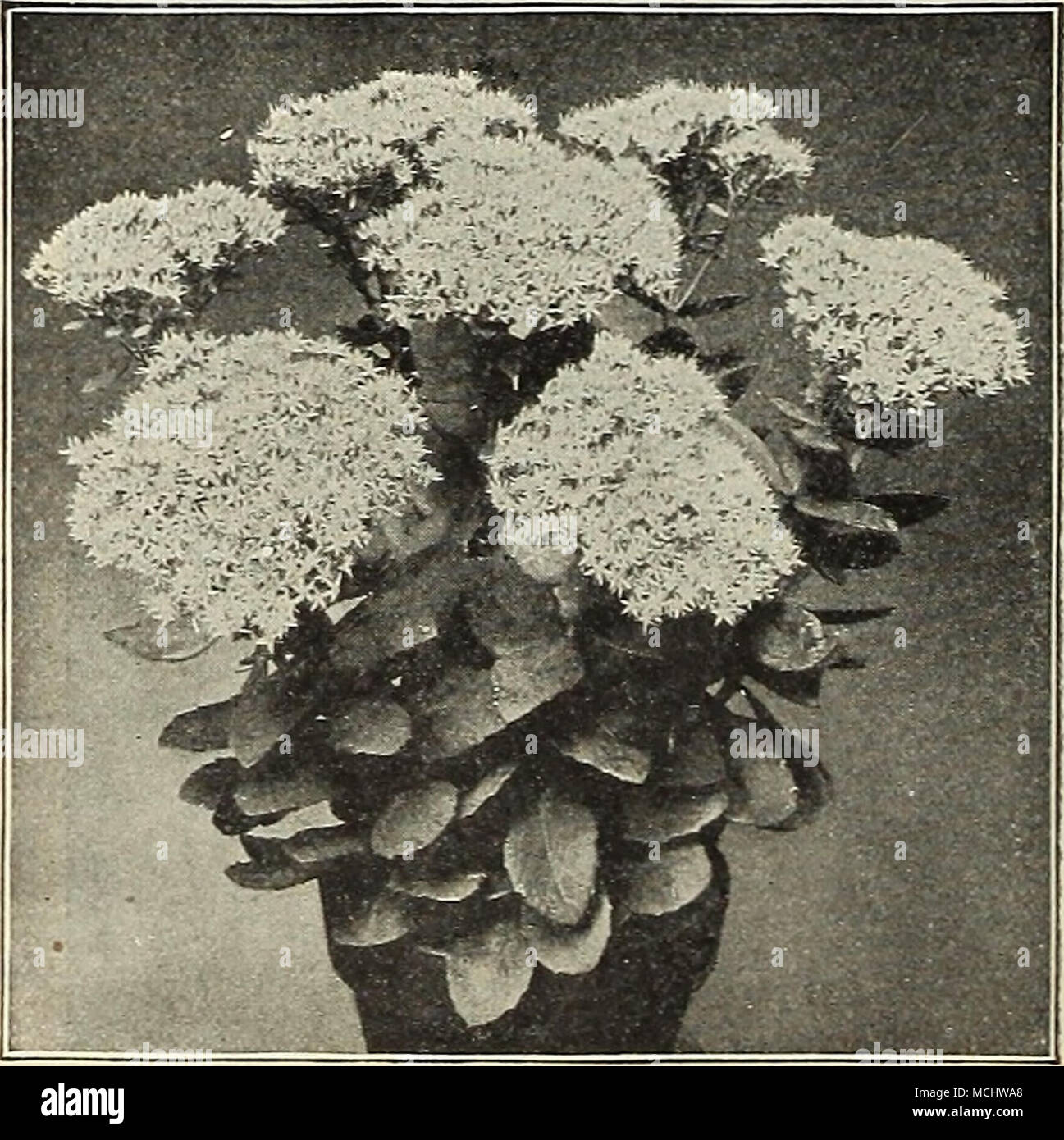 . Sedum Spectabile Be sure and include Pyrethrum Hybridum in your list ...