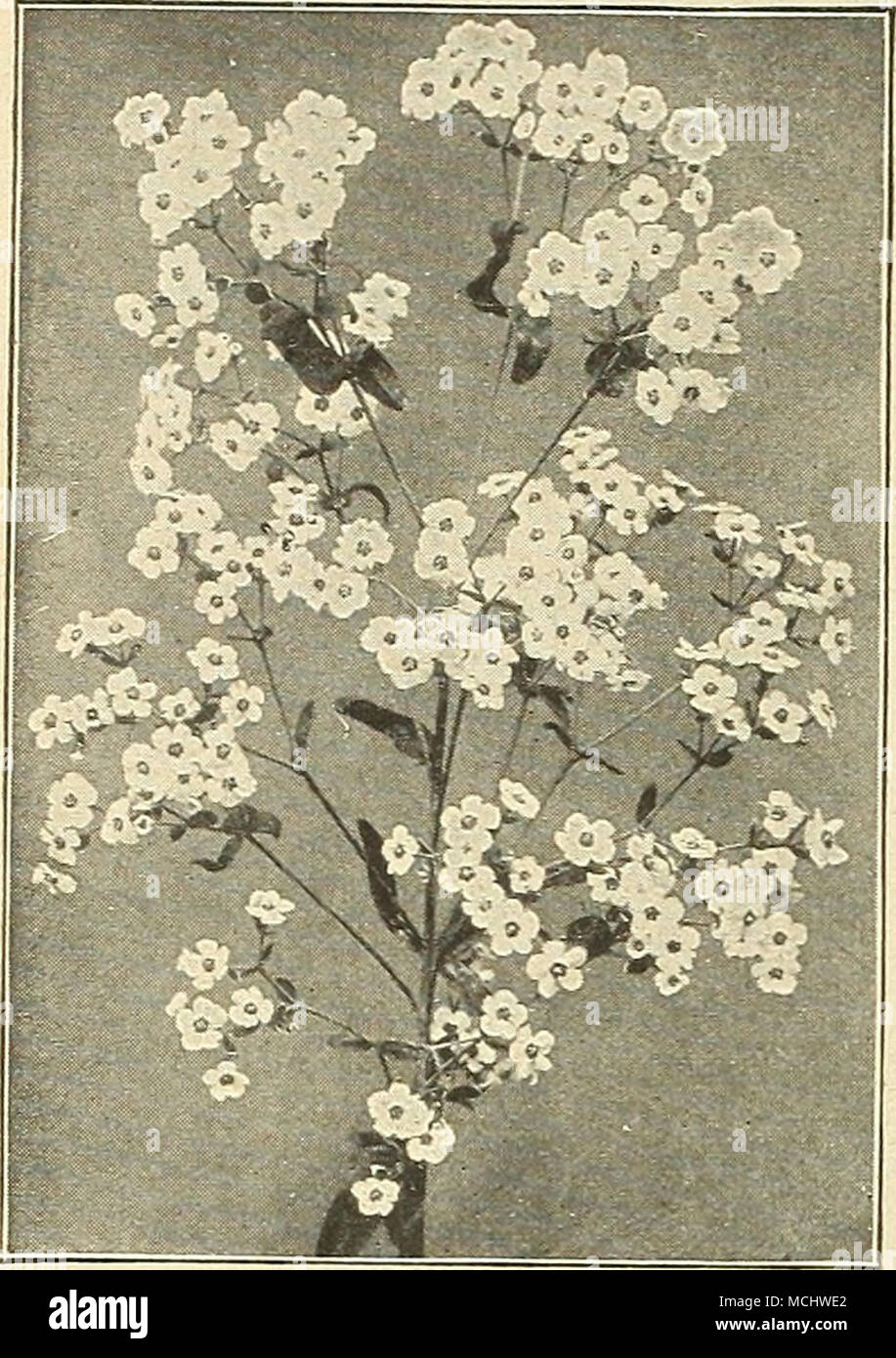 . Euphorbia Corollata EUPHORBIA (Milk Wor.). Corollata (Flowering ...