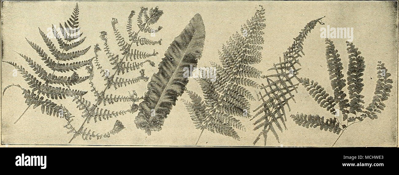 . Lastrea Chrysoloba Asplenium FlLIX-FCEMlNA MuLTIFIDIA Scolopendrium ...