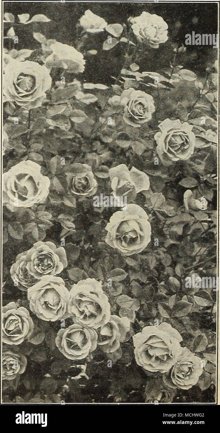 . Climbing American Beauty Rose CLIMBING HYBRID-TEA ROSES are offered ...