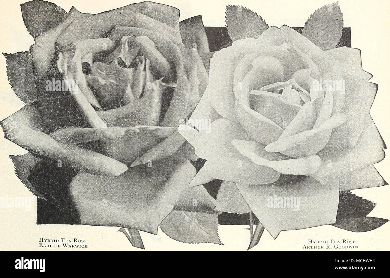 . Hybrid-Tka Rosk Eakl of Warwick Hybiv-id-Tfa Rose Arthur R. Goodwin ...