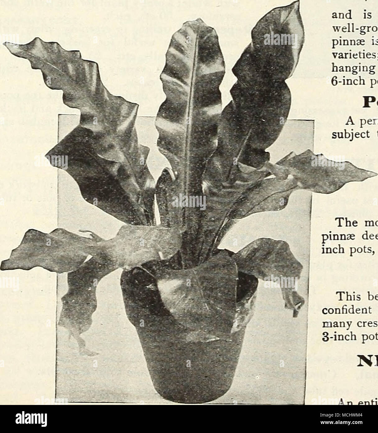 Avis Species High Resolution Stock Photography and Images - Alamy