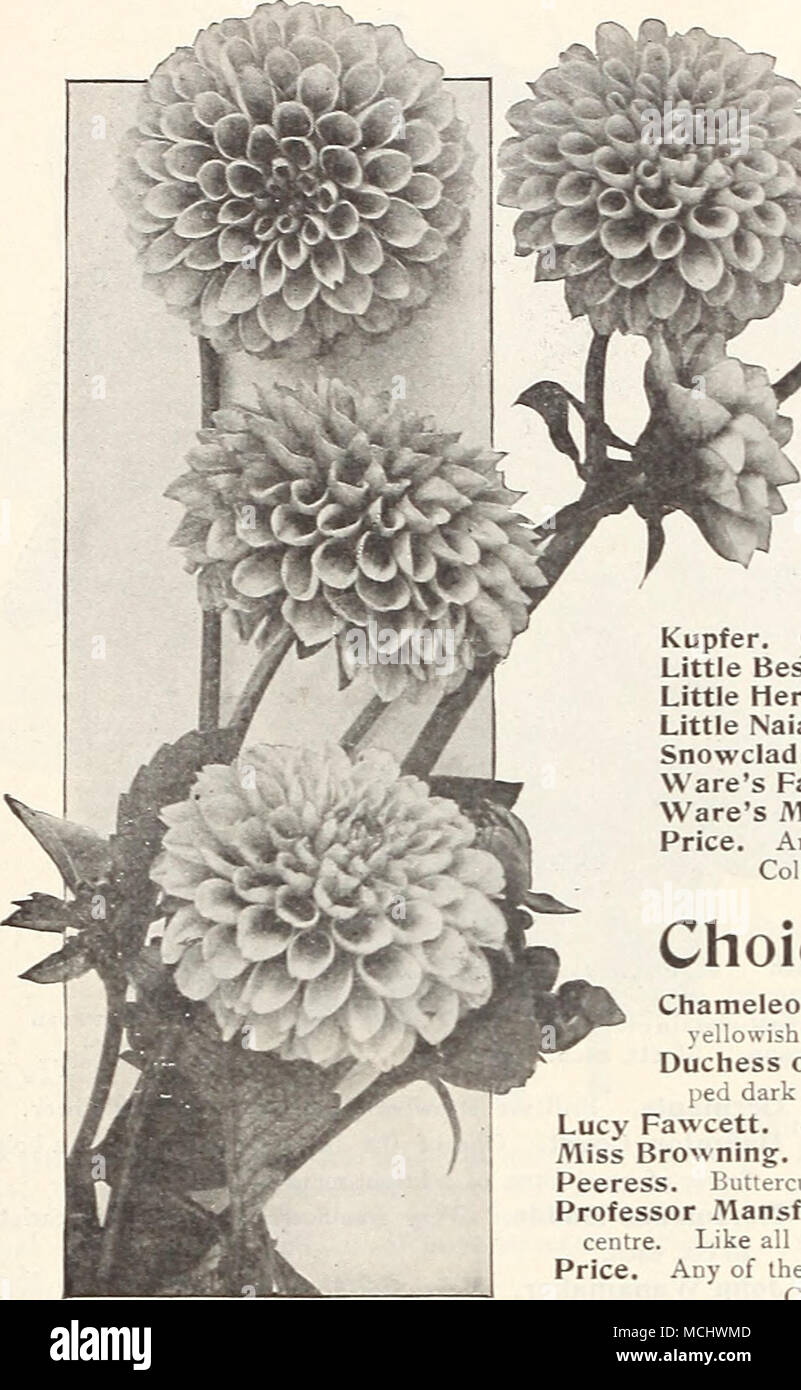 . Double Pompon Dahlias ^F base suffused ^^^ Catherine. "S Crimson Que ...