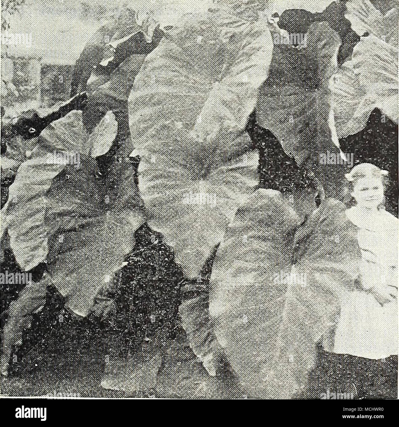 Caladium white spots hi-res stock photography and images - Alamy