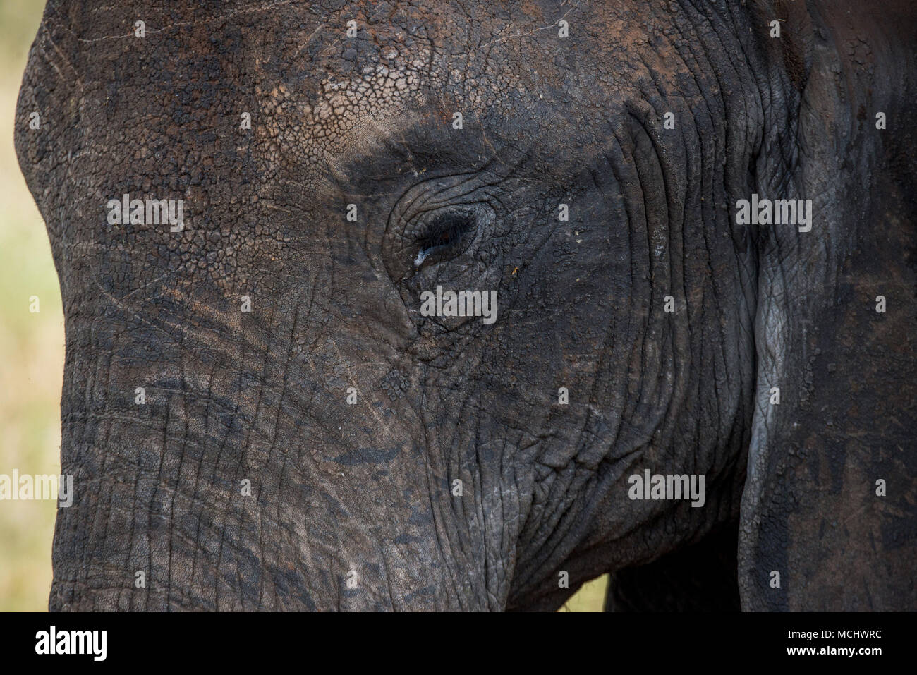 Elephant face hi-res stock photography and images - Alamy