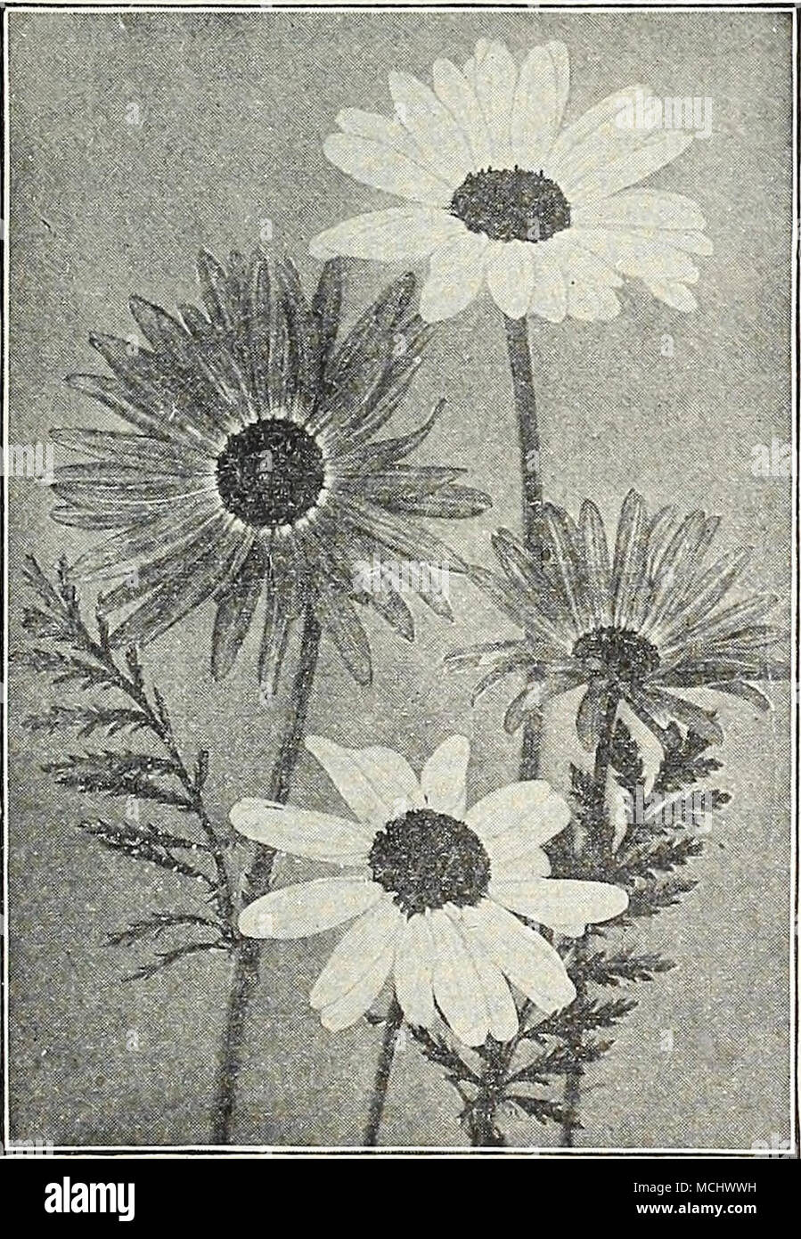 . Single Portulaca Pyrethrum Hybrids Pueraria Thuiibergiana. (Japanese ...