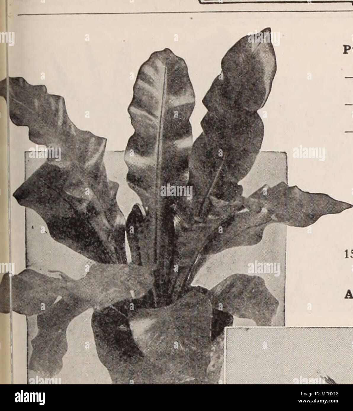 . 161 [ Platycerium Alcicorne Major Asplenium Nidus Avis Dreer's Fine ...