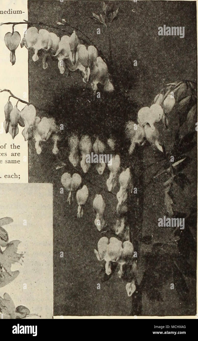 . 15 cts. each; Digitalis (Foxglove). DiELVTRA Spectadilis (Bleeding ...