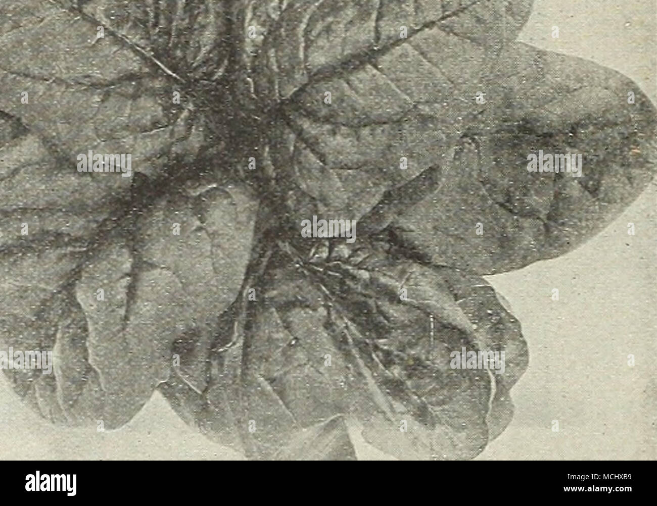 Seed borer hi-res stock photography and images - Alamy