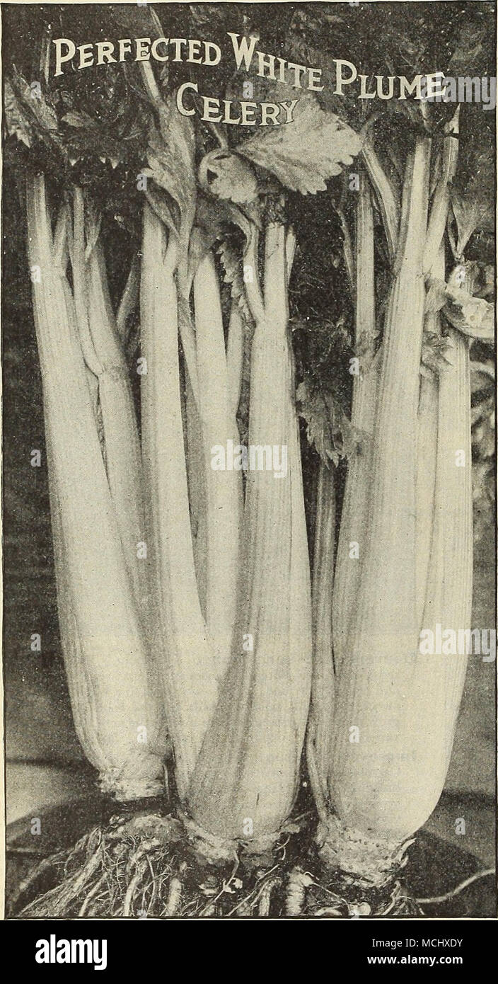 Giant prague celeriac hi-res stock photography and images - Alamy