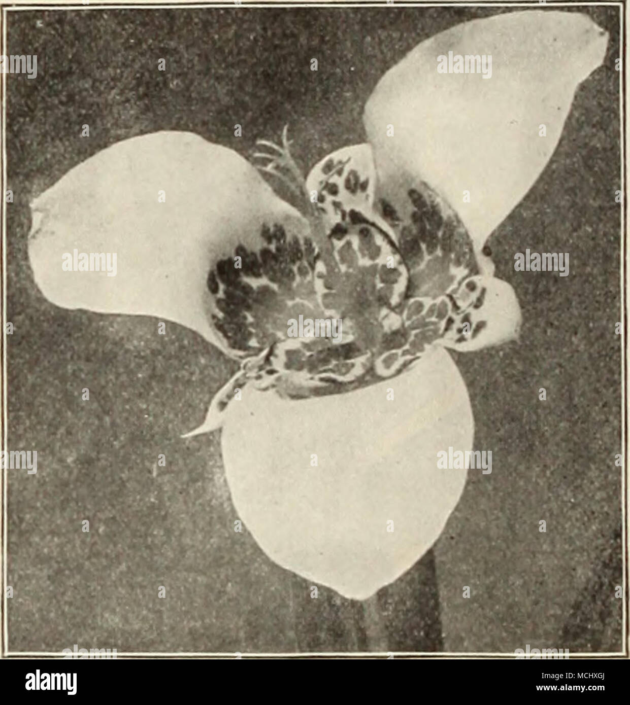 . Stigmaphyllon Ciliatum. Stigfinaphyllon Ciliatum. (Brazilian Go'den ...