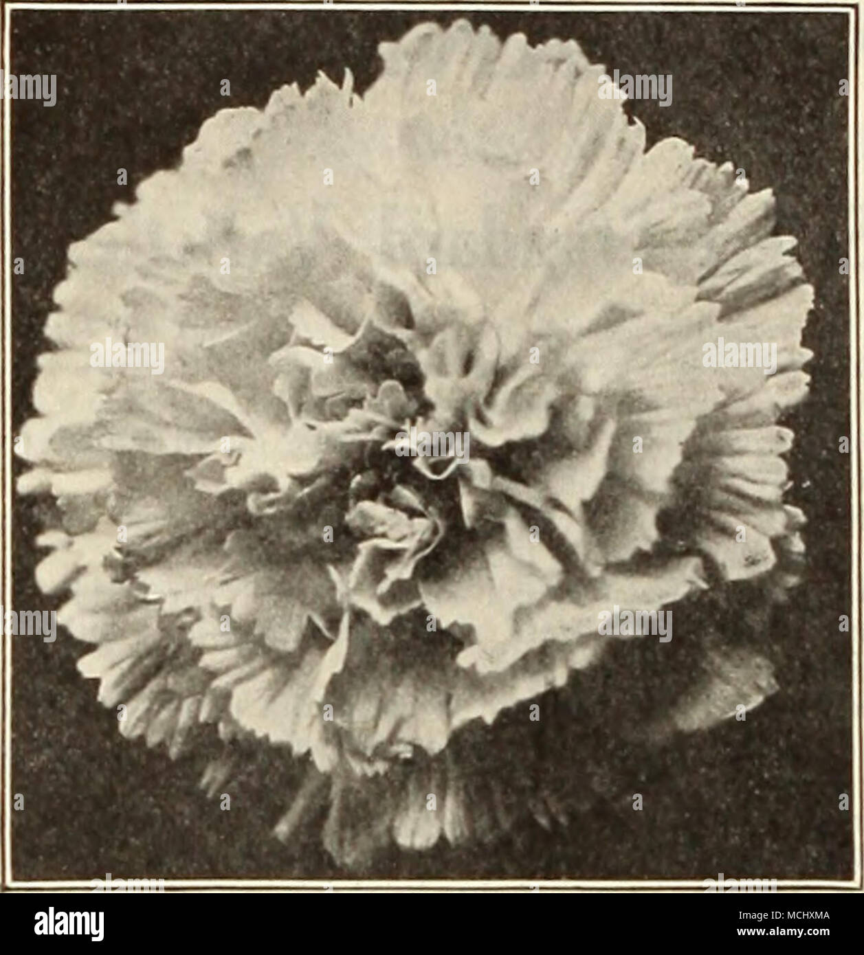 Carnation varieties hi-res stock photography and images - Alamy