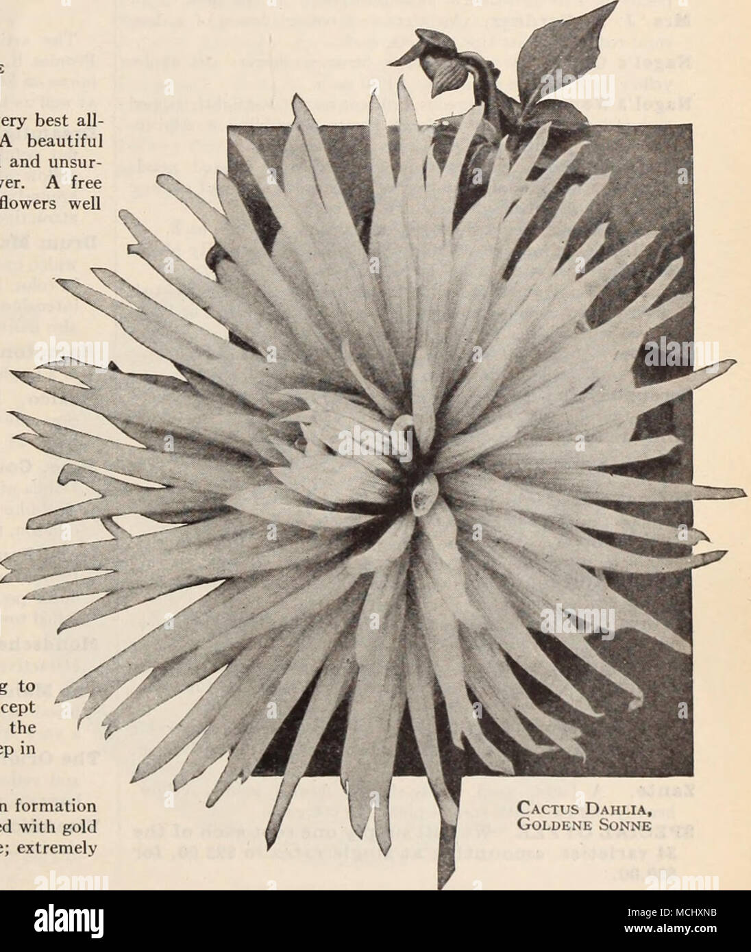 . Cactus Dahlia, Goldene Sonne SPECIAL OFFER. We will furnish one ...